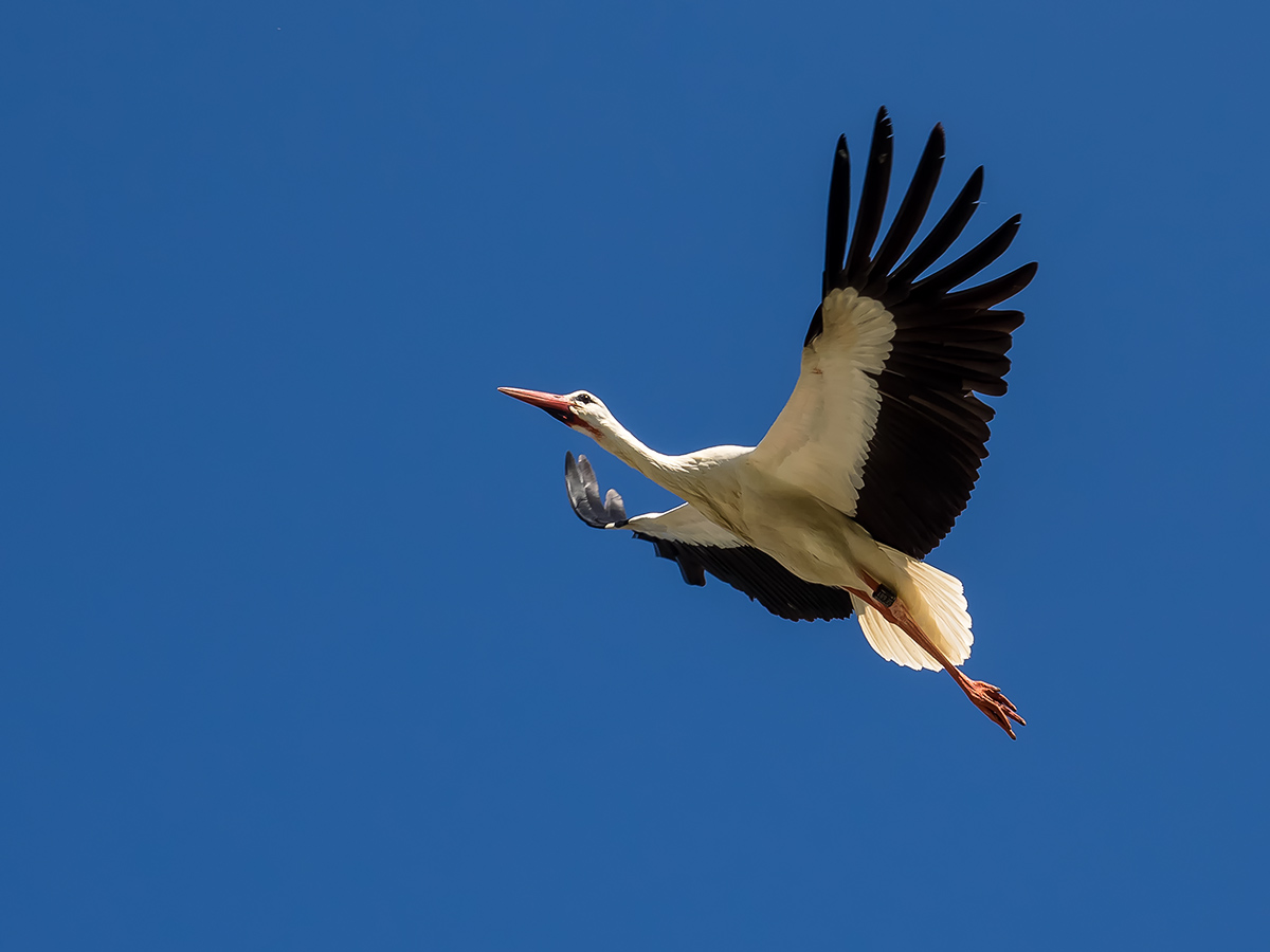 Storch